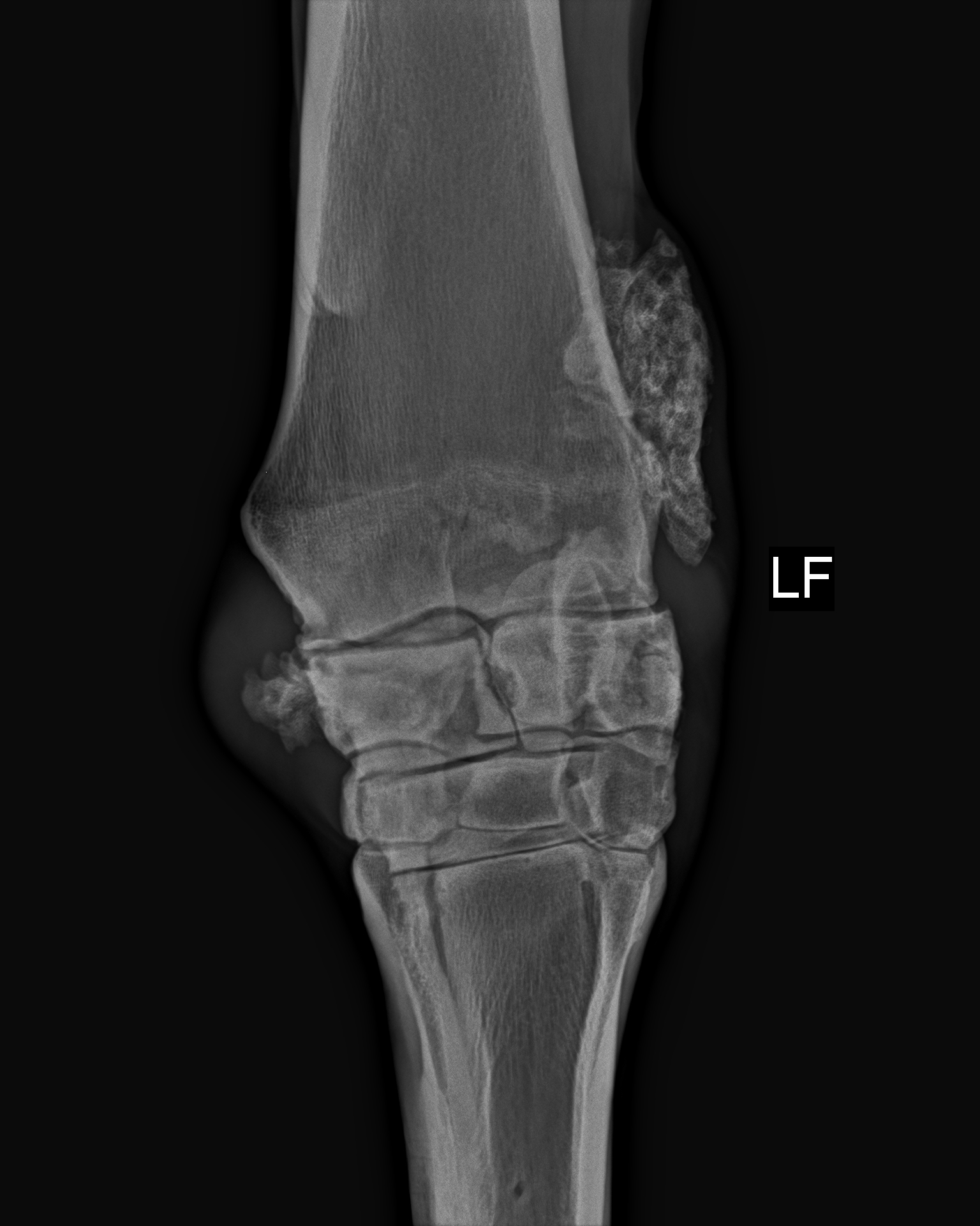 Degenerative Erkrankung/Arthrose - Pferdedocs