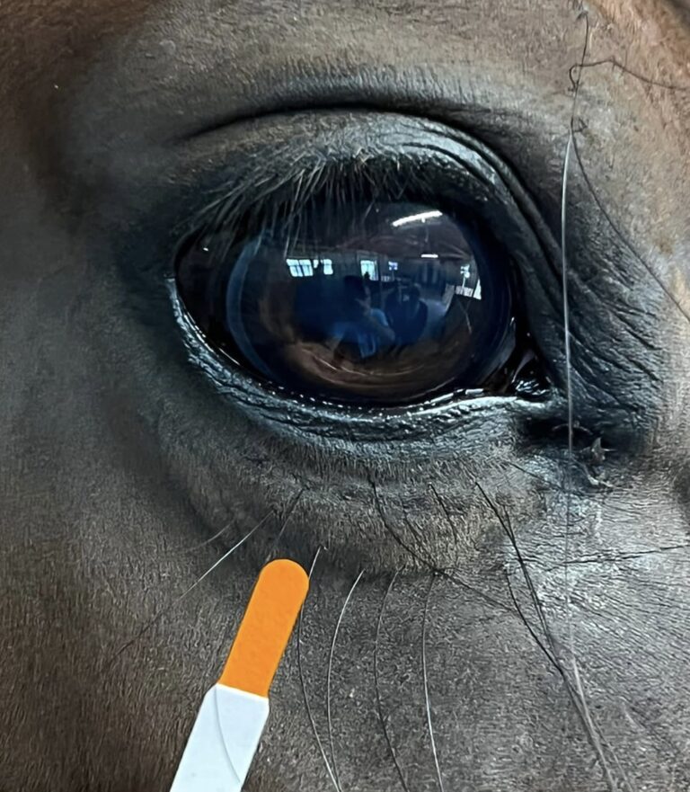 Augenerkrankungen (Ophthalmologie) - Pferdedocs