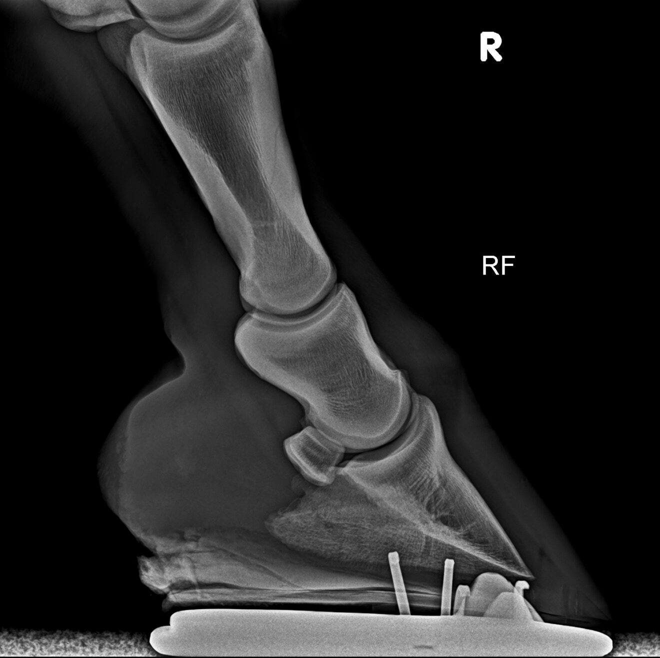 Hufrehe (Laminitis) - Pferdedocs